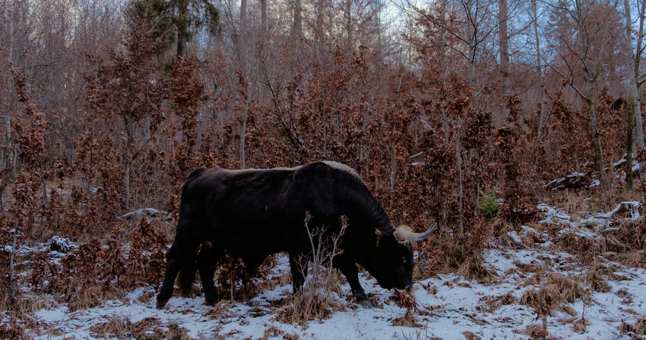 „Garden“ | Film und Künstlergespräch - Diözesanmuseum Rottenburg